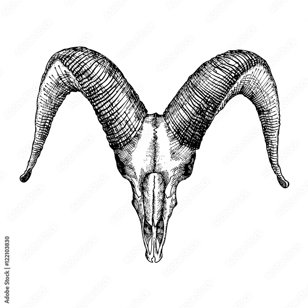 Goat skull hand drawn, isolated on white. Drawing sketch of the skull ...