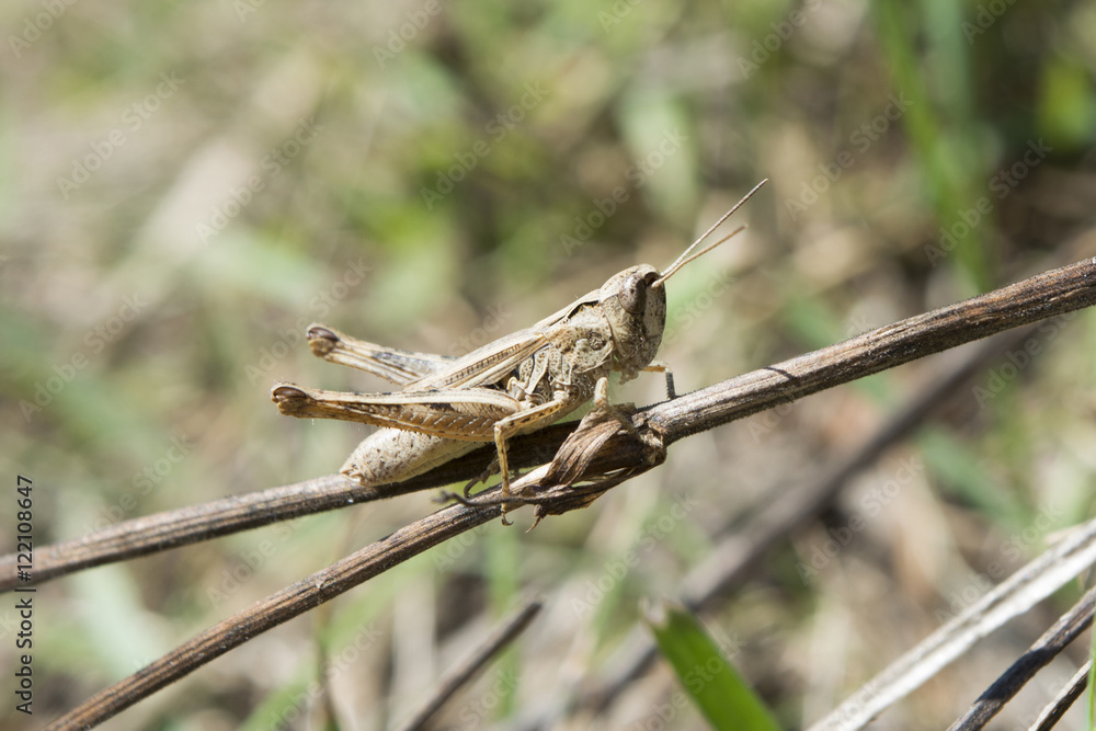 Grasshopper Jumping Stock Photo | Adobe Stock