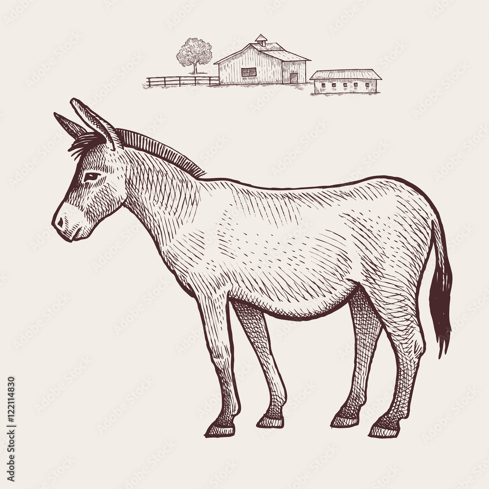 Donkey. Vector. Stock Vector | Adobe Stock
