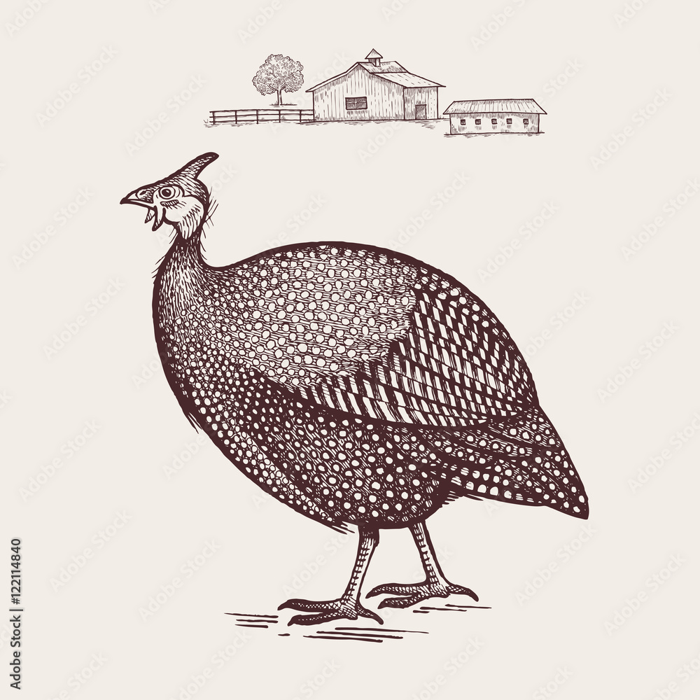 Guinea fowl. Vector. Stock Vector | Adobe Stock