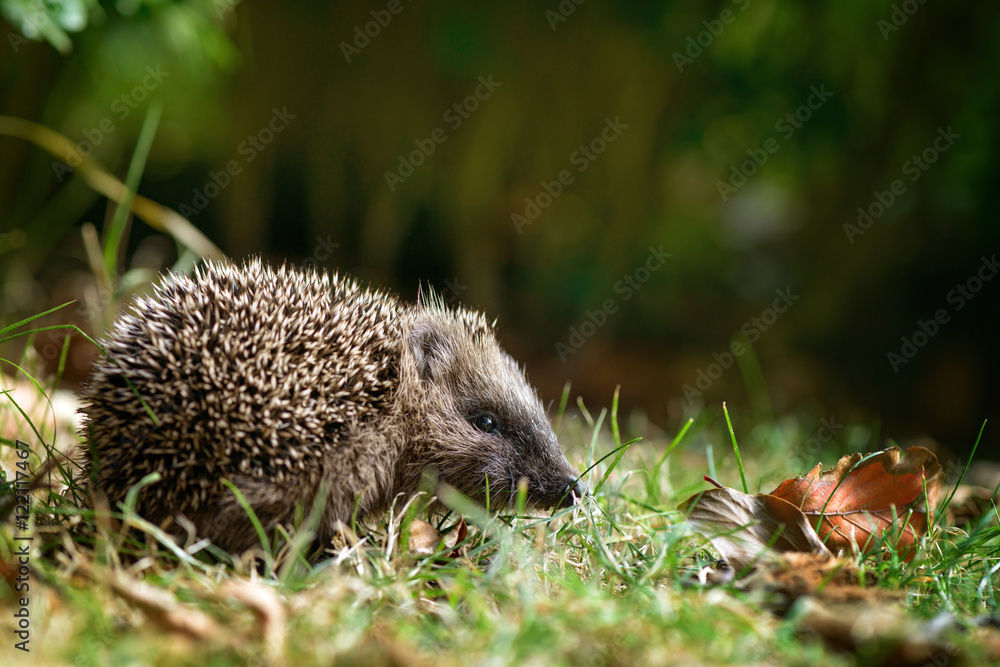 Kleiner Baby Igel erkundet den Garten im Herbst Photos | Adobe Stock