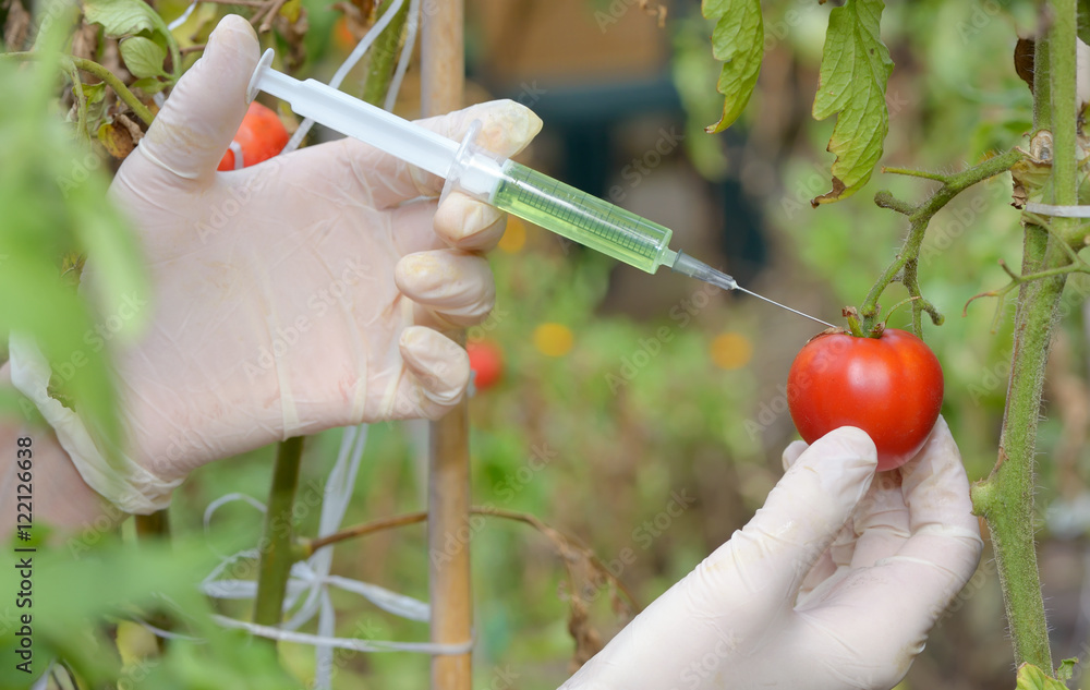 Injection into red tomato Stock Photo | Adobe Stock