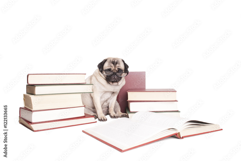 cute intellectual pug dog puppy reading books and wearing reading ...