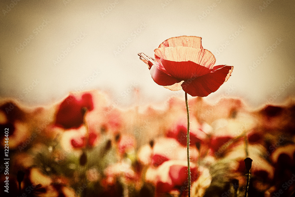 in Flanders fields Stock Photo | Adobe Stock