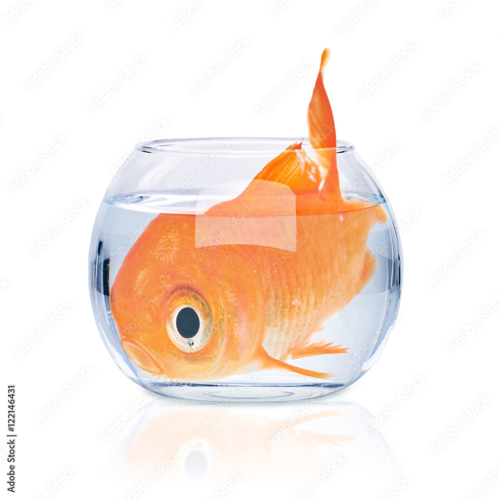 goldfisch im glas Stock Photo | Adobe Stock