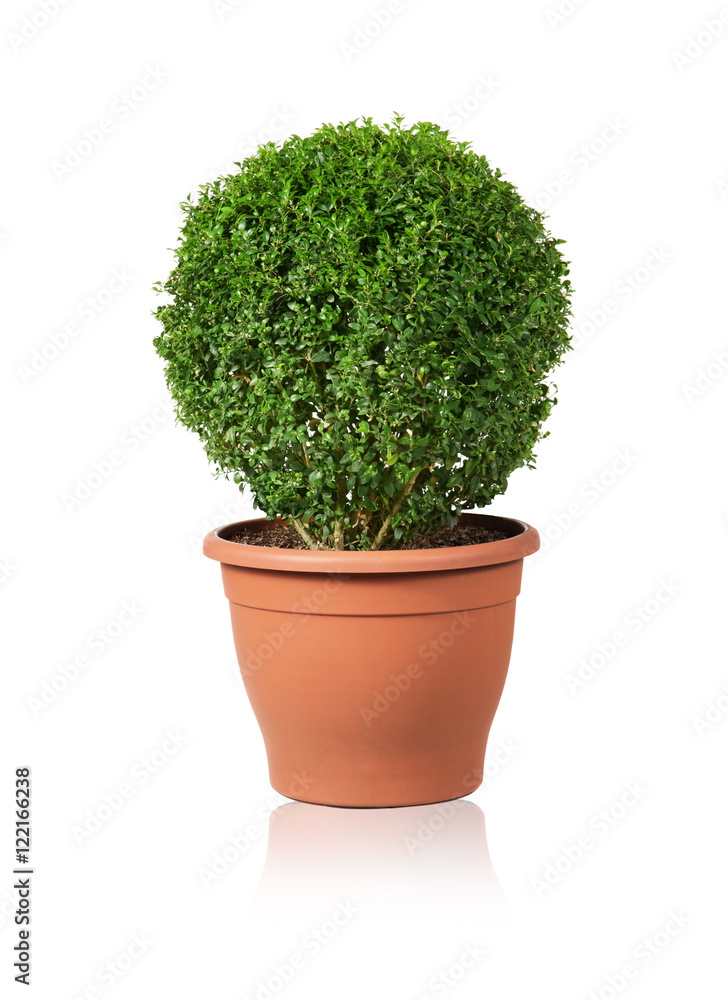 Buxbaum Stock Photo | Adobe Stock