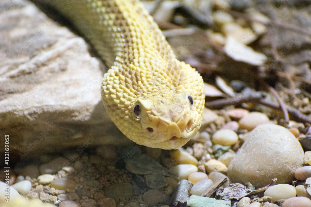 San Diego Zoo Snake Stock Photo | Adobe Stock