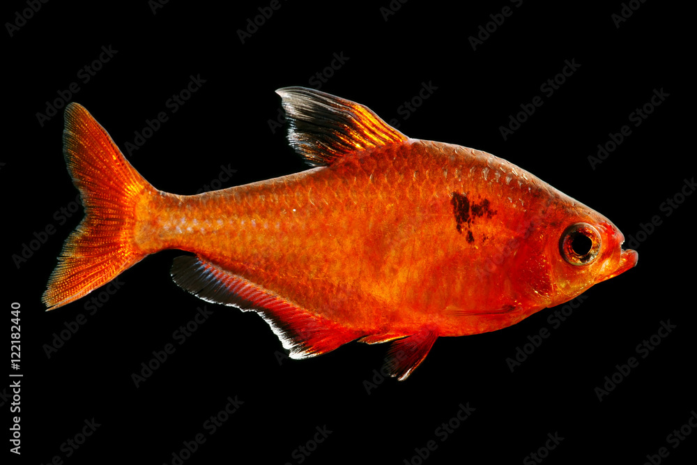 Red Tetra Fish