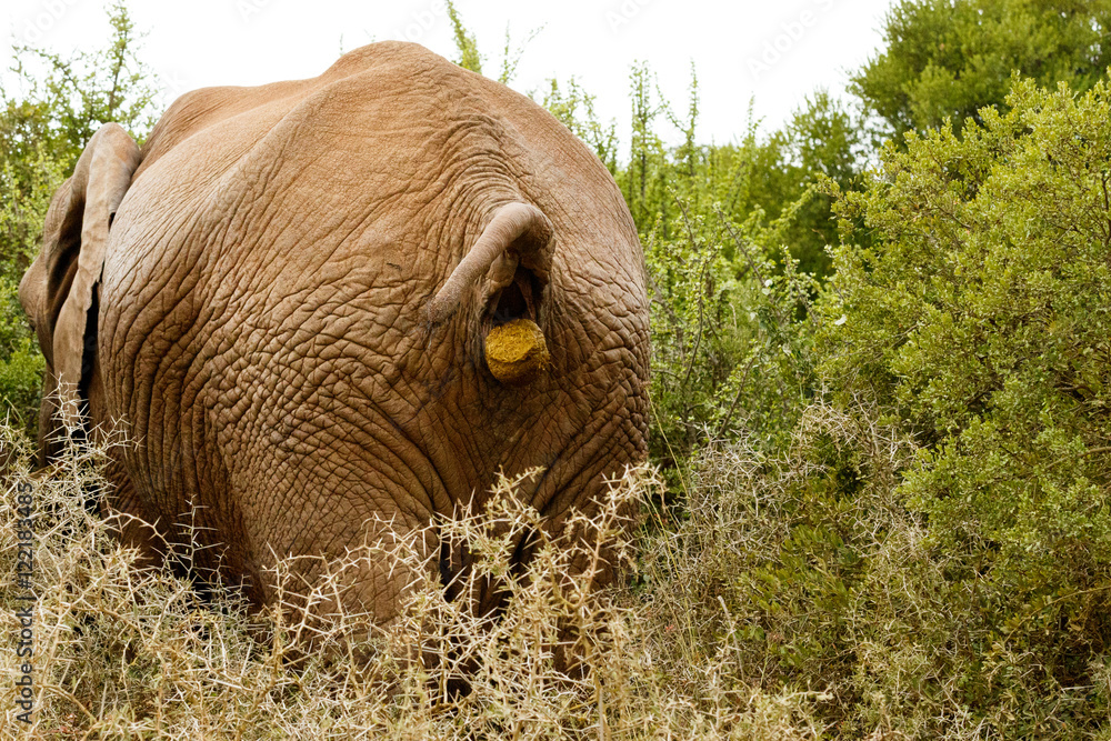 Poop Time - African Bush Elephant Stock Photo | Adobe Stock