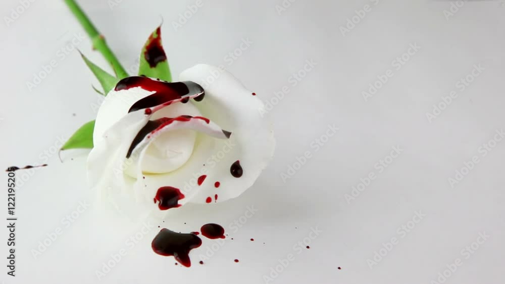 A white rose on a white background gets covered in red blood. Stock ...