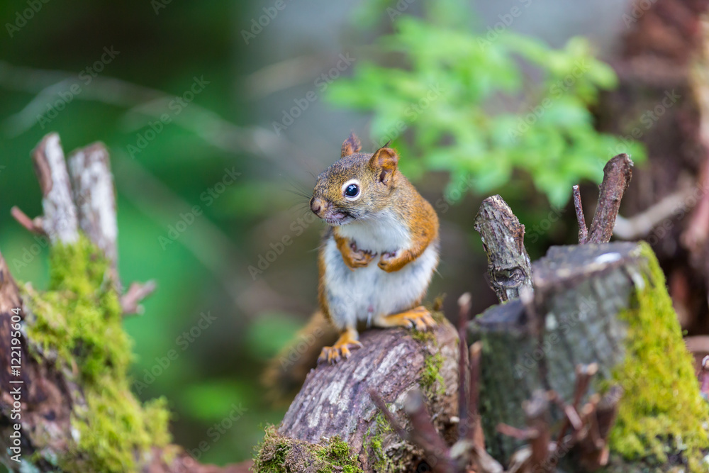Red Squirrel in a Boreal forest in northern Quebec. The red squirrel or ...