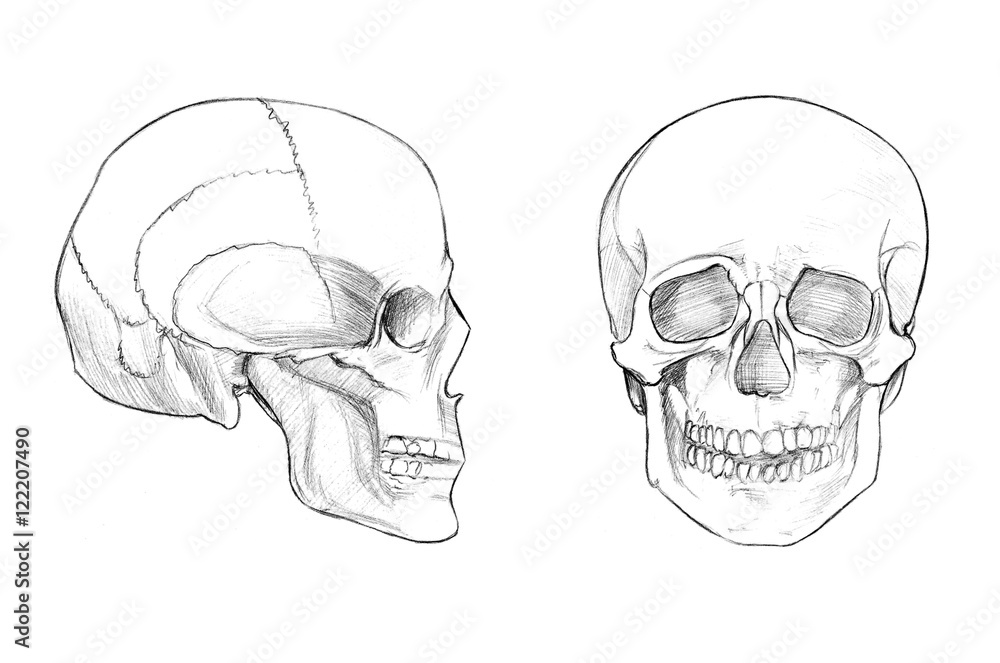 Hand drawn medical illustration drawing with imitation of lithography ...