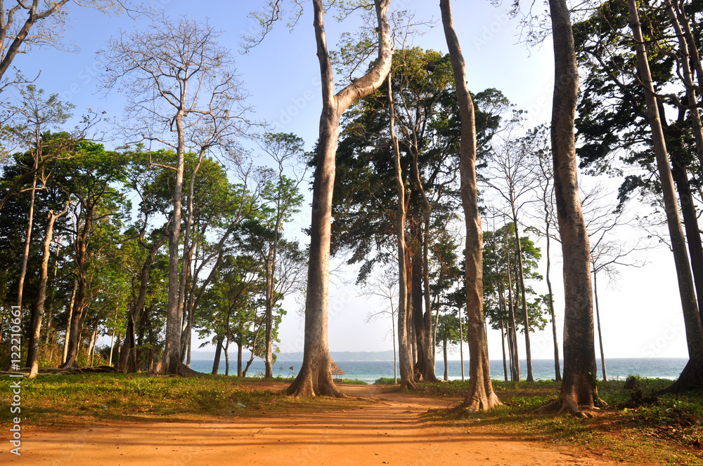Eucalyptus trees in Neil Island, Andaman, India. Tall trees on the ...