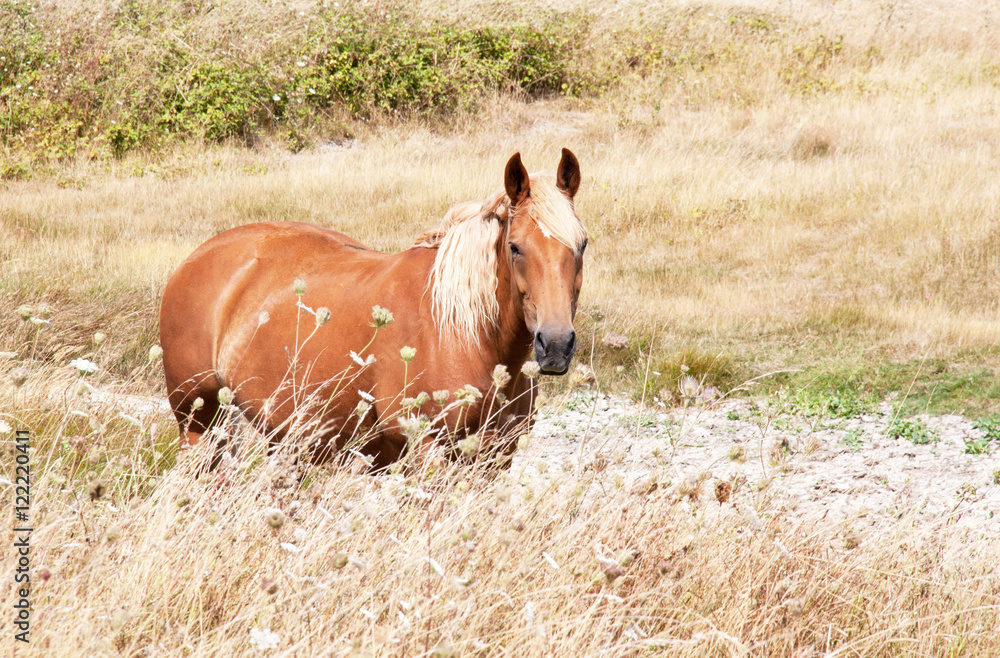 Cheval postier breton Photos | Adobe Stock