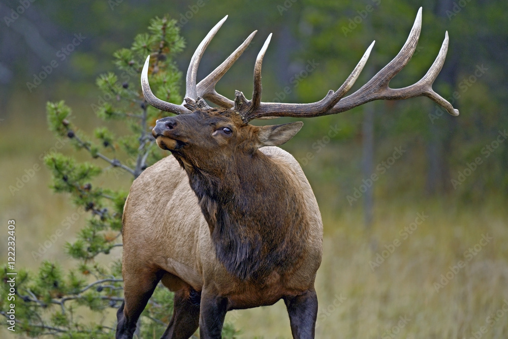 Big Elk Bull with massive Antlers in mating season, calling female Deer ...