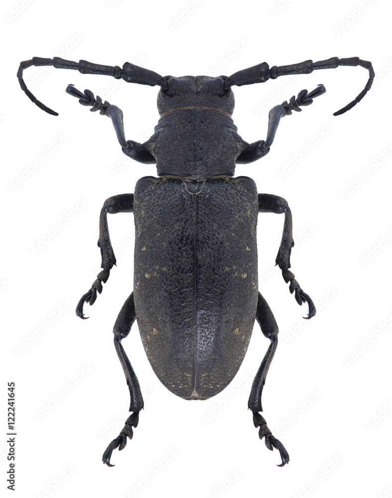 Beetle Lamia textor on a white background Stock Photo | Adobe Stock