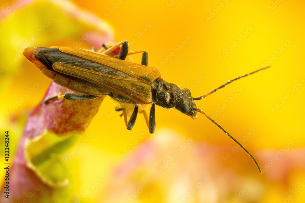 Tiny beetle at larger than life-size magnification Stock Photo | Adobe ...