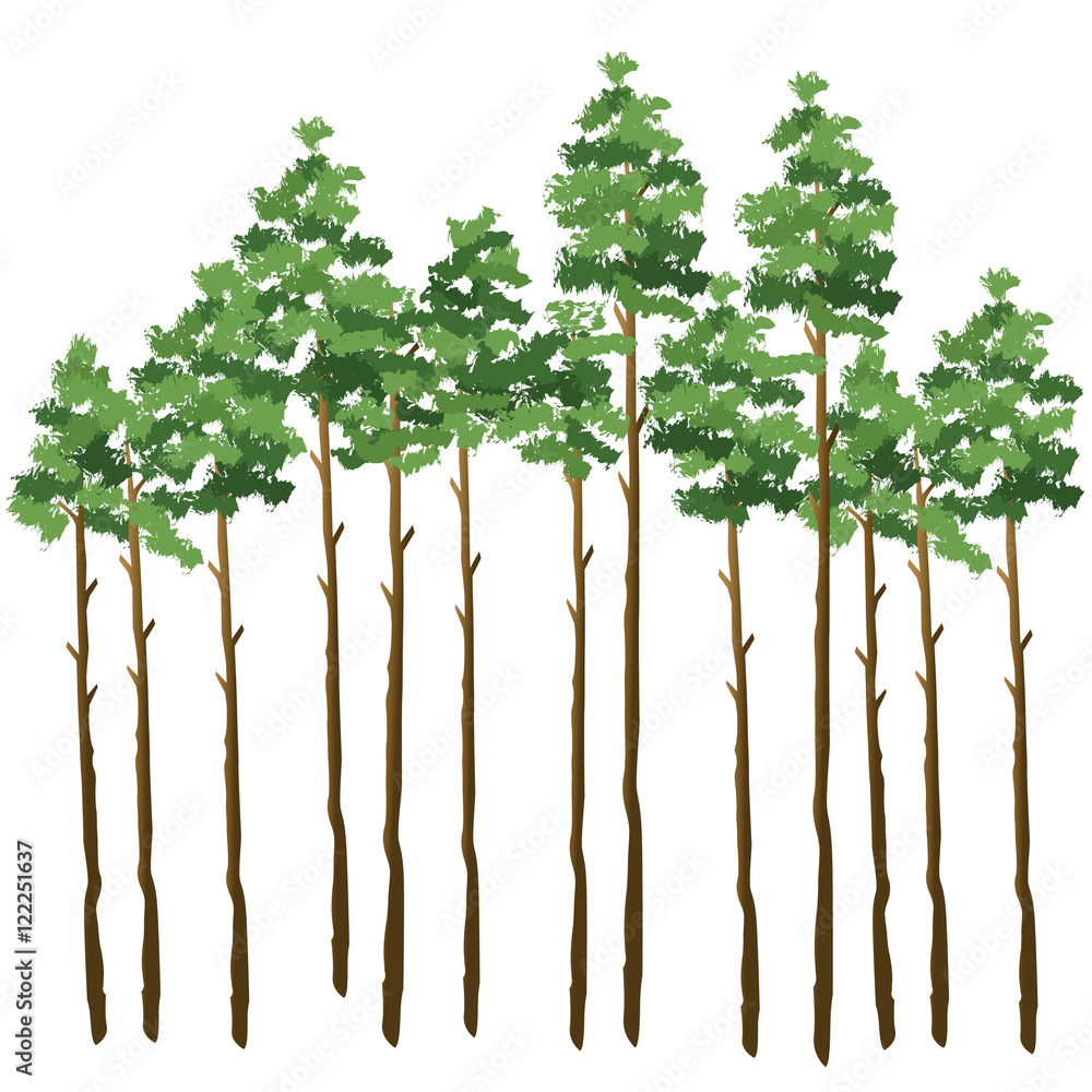 tall tree in forest Stock Vector | Adobe Stock