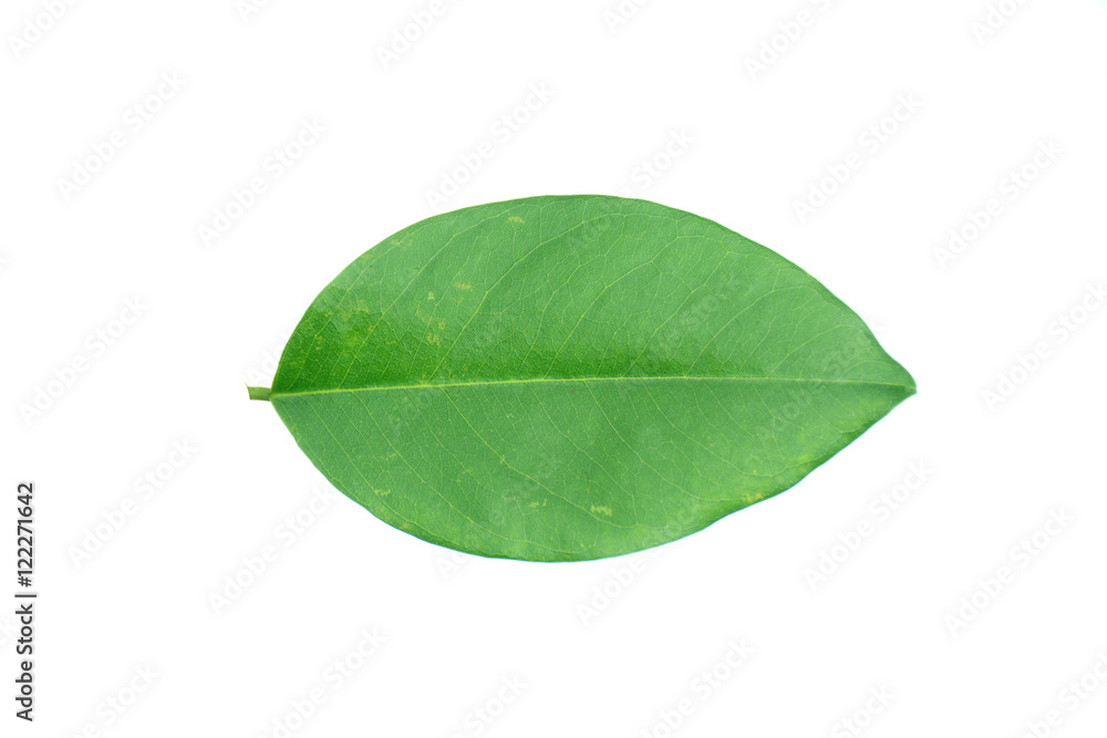 Burma padauk leaf isolated on white background,Pterocarpus macrocarpus ...