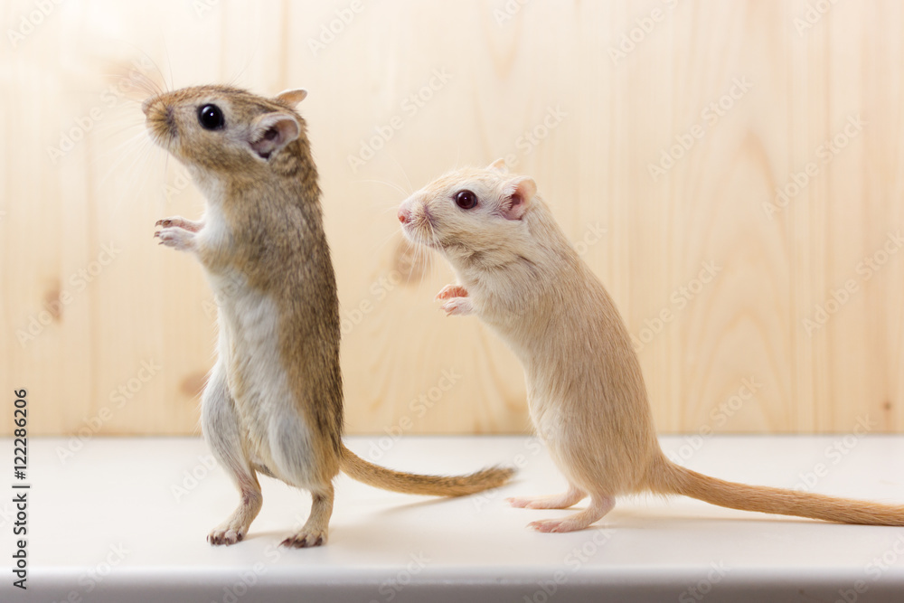 Cute Gerbils
