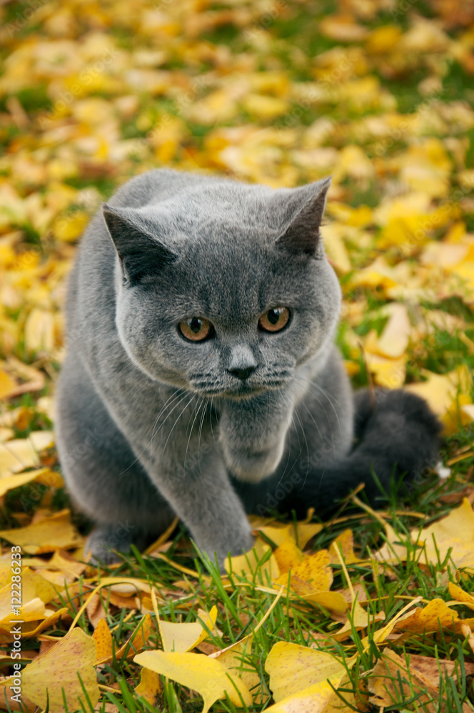 Photo & Art Print British Shortcut Cat, mariiaprokopenko