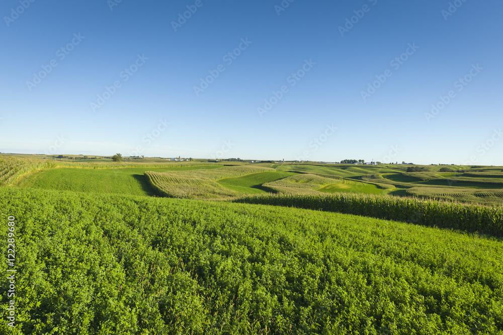 Alfalfa fields and corn fields are terraced among dairy farms, Iowa ...