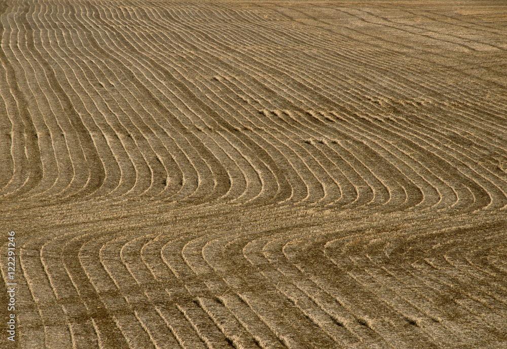 Agriculture - Curving rows of soybean stubble in a harvested field ...