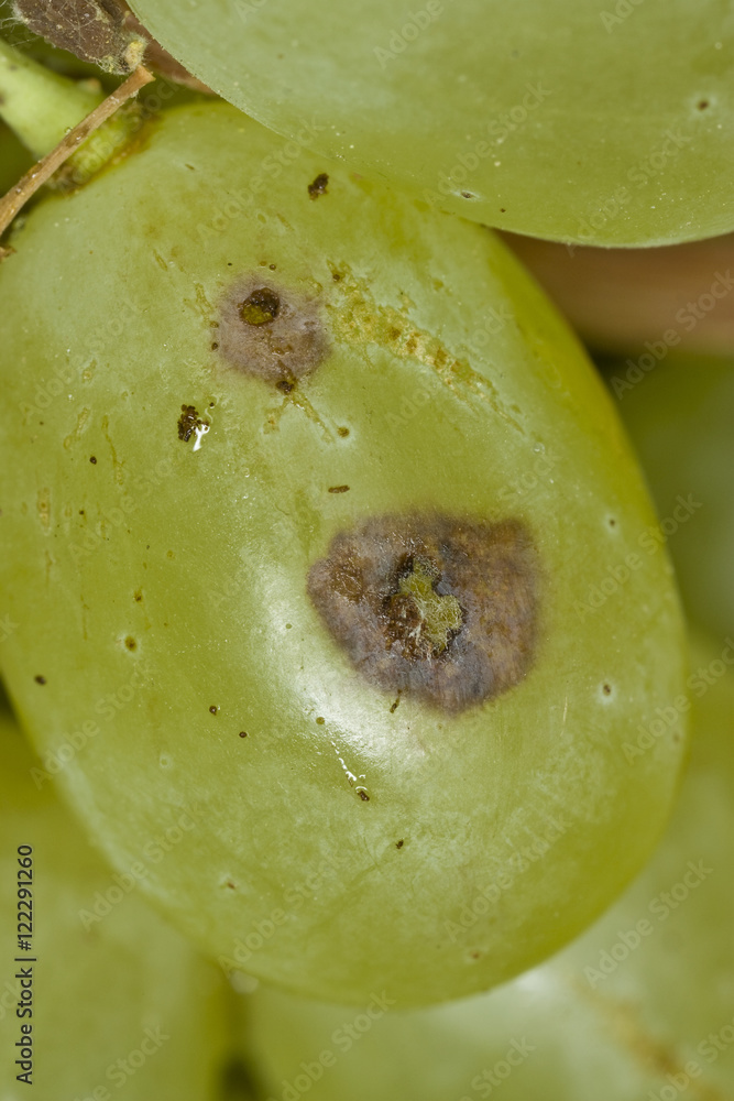 Agriculture - Feeding damage of the Raisin Moth larva (Cadra ...