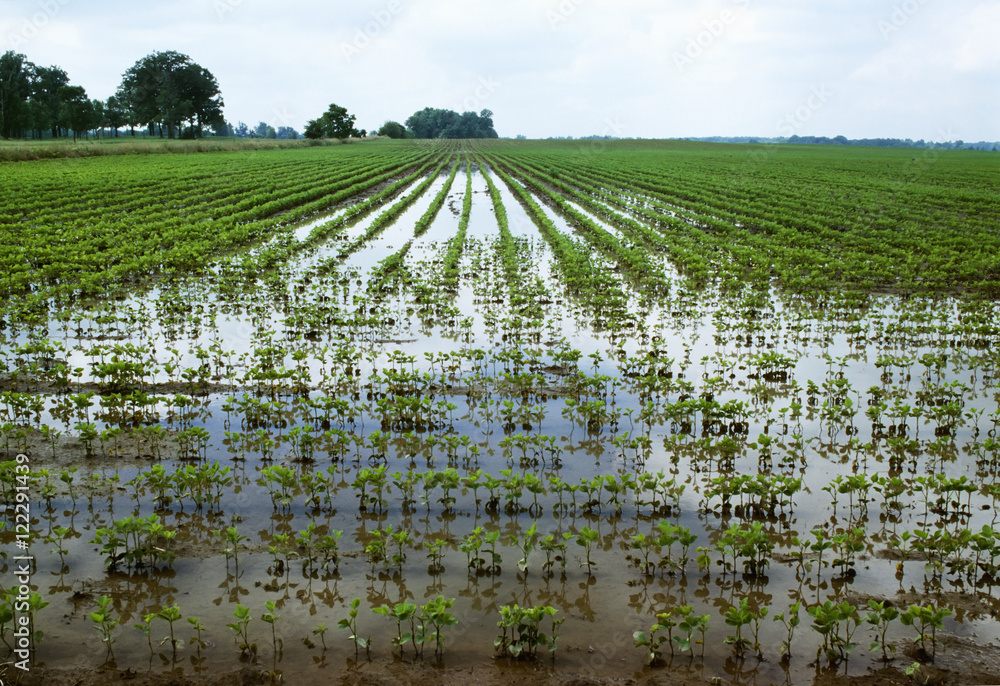 Agriculture - Standing water in an early growth soybean field following ...