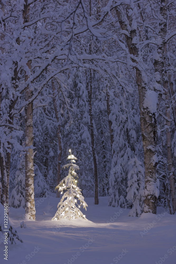 Lit christmas tree in a birch forest at twilight;Anchorage alaska ...