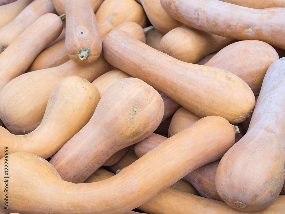 Harvest: Heap of Lunga Di Napoli Italian Squash, Cucurbita moschata ...