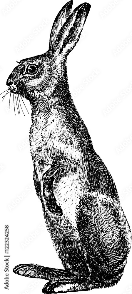 Vintage image rabbit Stock Illustration | Adobe Stock