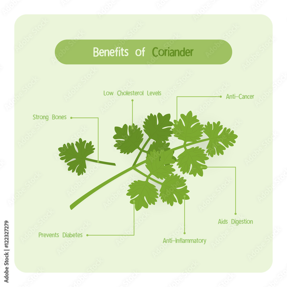 Infographic for coriander benefits with handwriting font style Stock ...