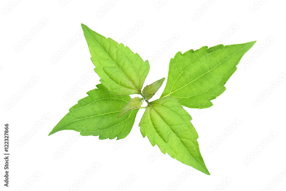 Bitter bush, Siam weed, green leaves on white background Stock Photo ...