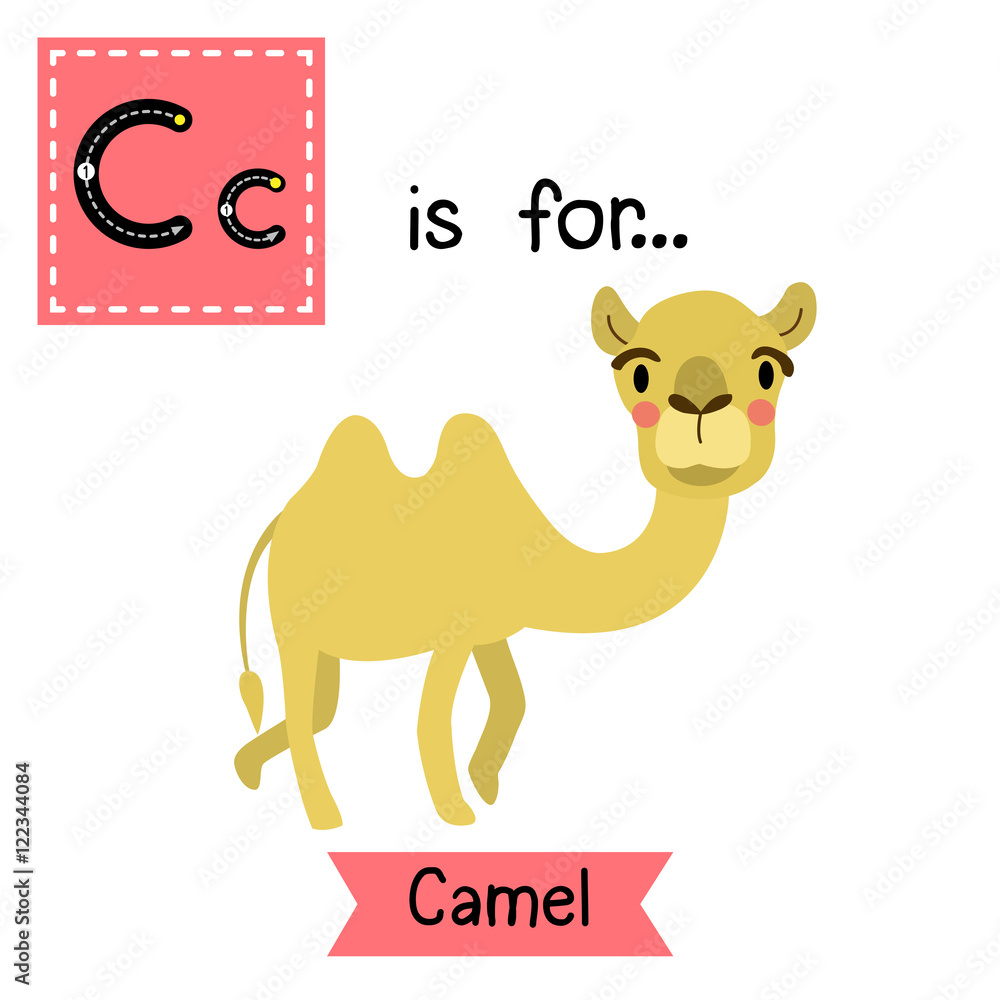 C letter tracing. Bactrian Camel. Cute children zoo alphabet flash card ...