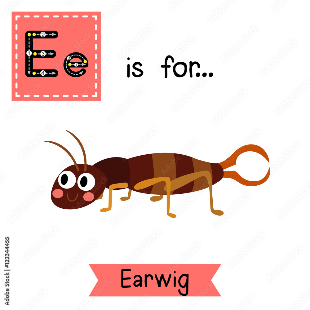 Vecteur Stock E letter tracing. Crawling Earwig insect. Cute children ...