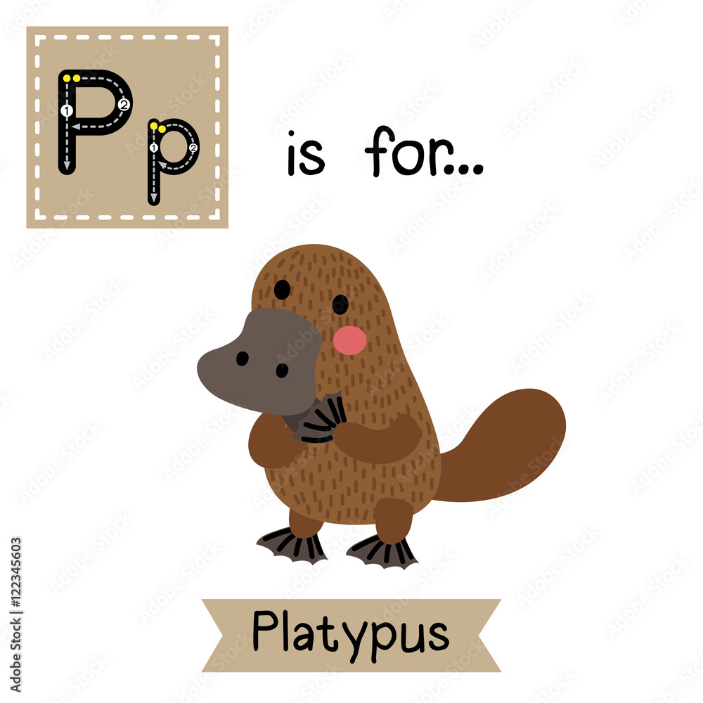 P letter tracing. Standing Platypus. Cute children zoo alphabet flash ...