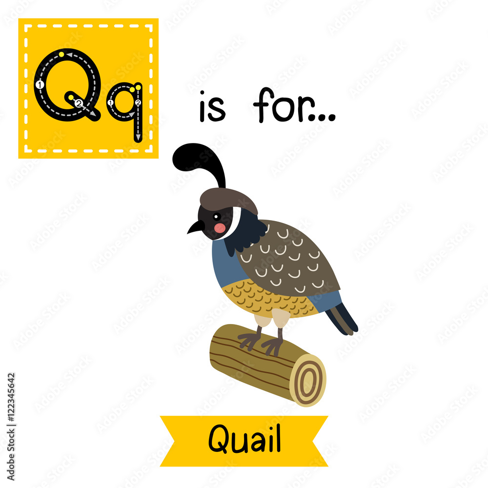 Q Is For Quail