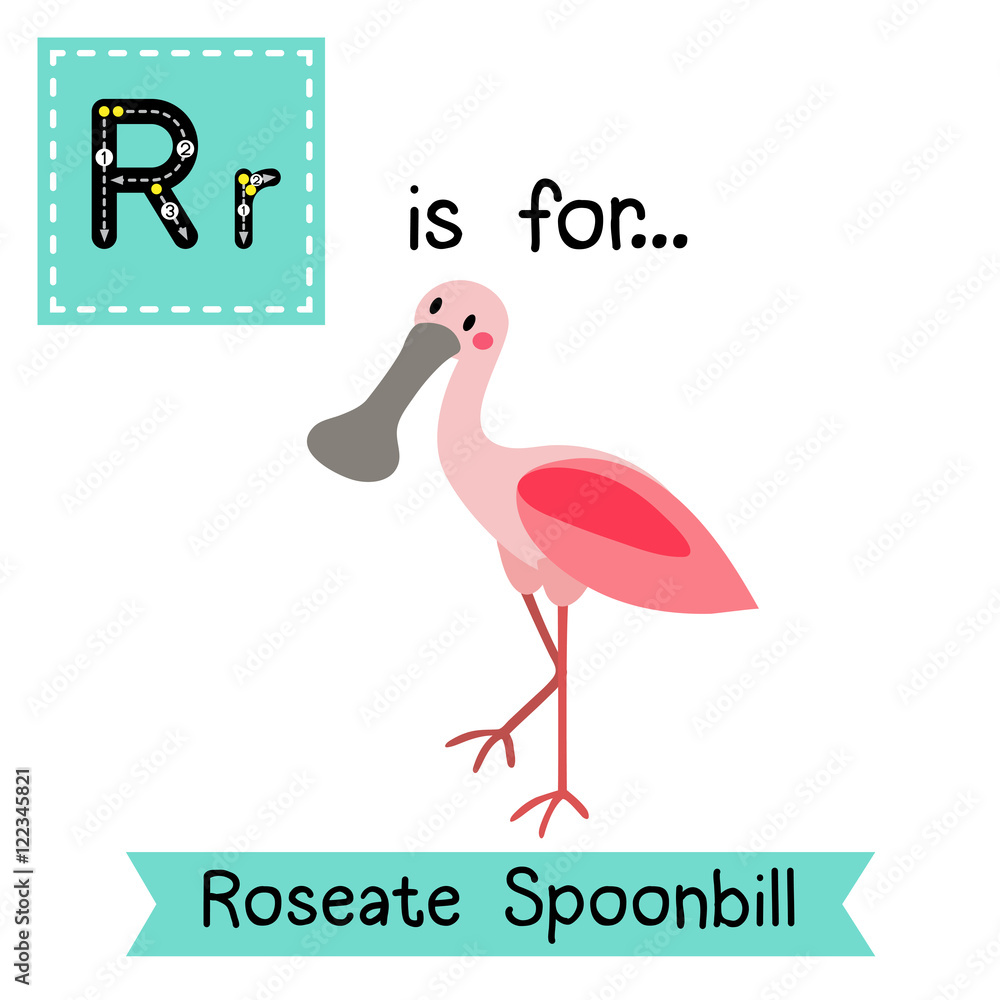 R letter tracing. Standing Roseate Spoonbill bird. Cute children zoo ...