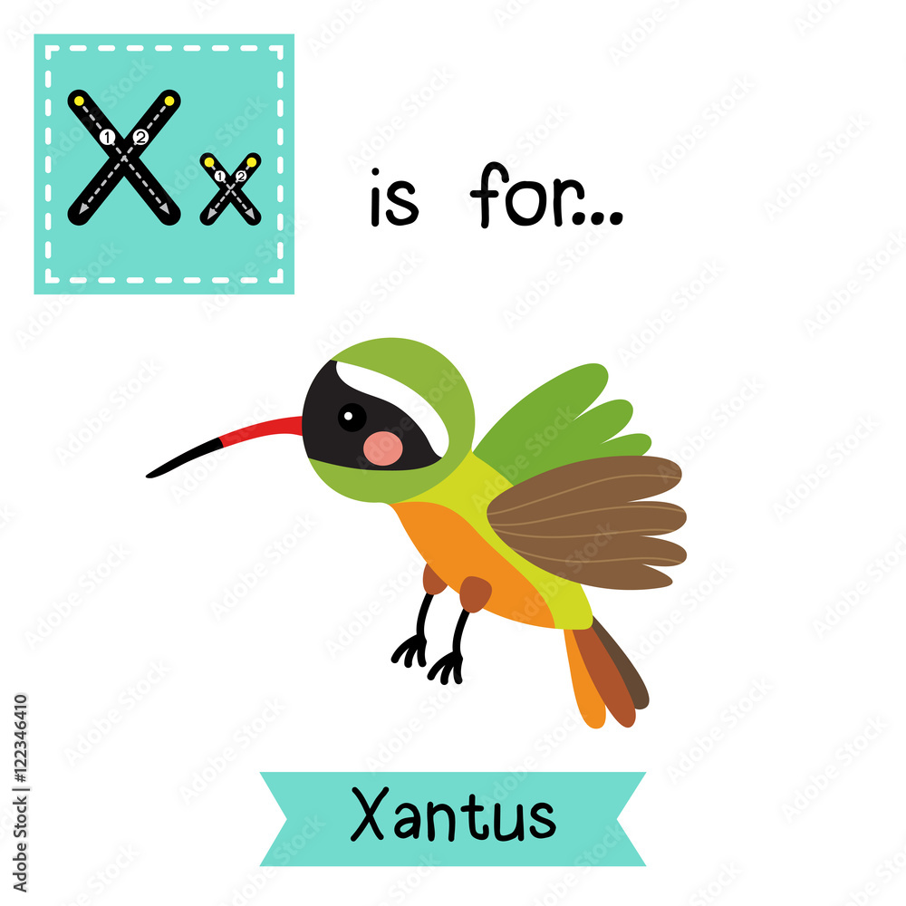 X letter tracing. Flying Xantus Hummingbird. Cute children zoo alphabet ...