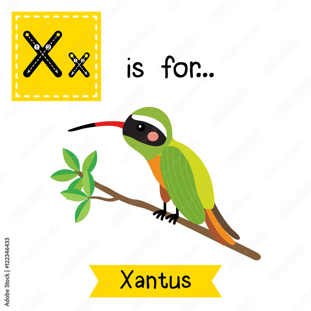 X letter tracing. Xantus Hummingbird perching on branch. Cute children ...