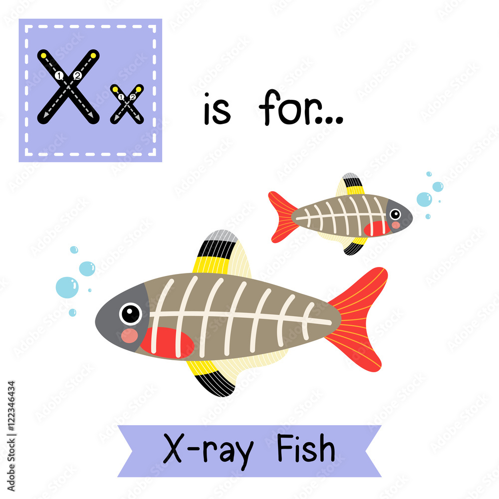 X letter tracing. X-ray Fish. Cute children zoo alphabet flash card ...
