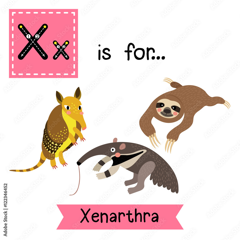 X letter tracing. Xenarthra. Cute children zoo alphabet flash card ...