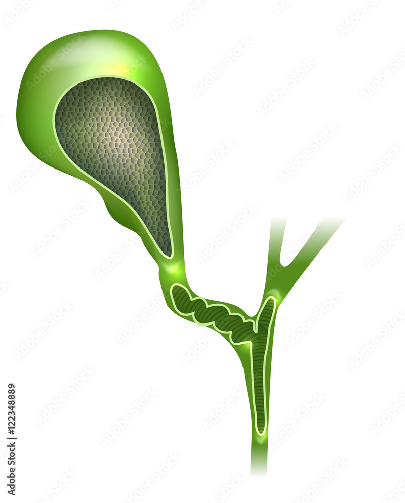 Gallbladder cross section anatomy bright detailed illustration Stock ...
