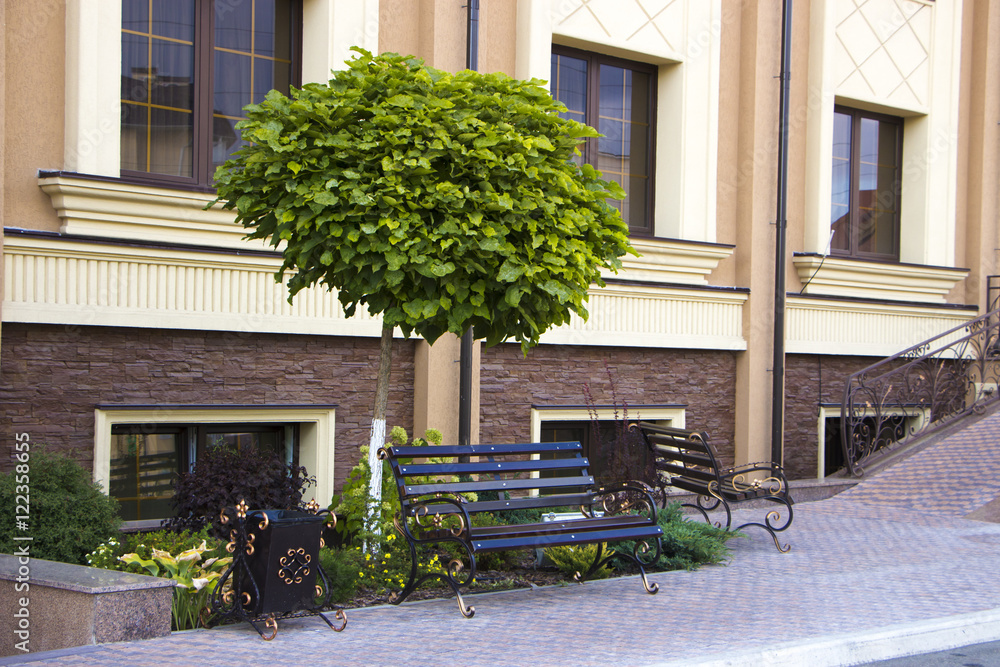 catalpa tree growing in rockeries on the building background Stock-Foto ...