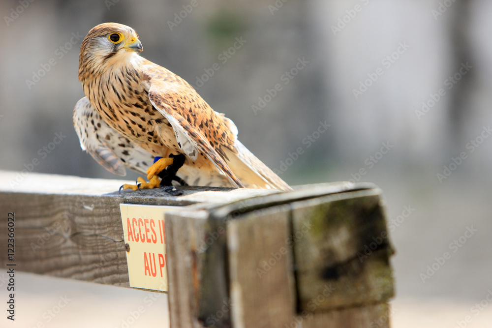 Faucon. The legend of the knights. The medieval festival of Provins ...