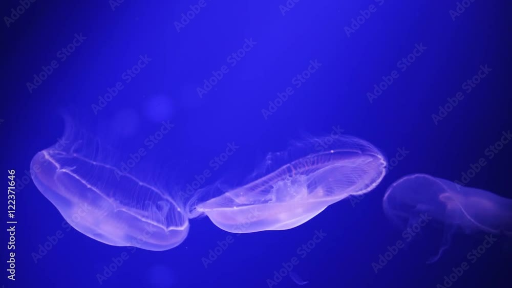 Moon jellyfish floating slow and beautiful in deep ocean water Stock ...