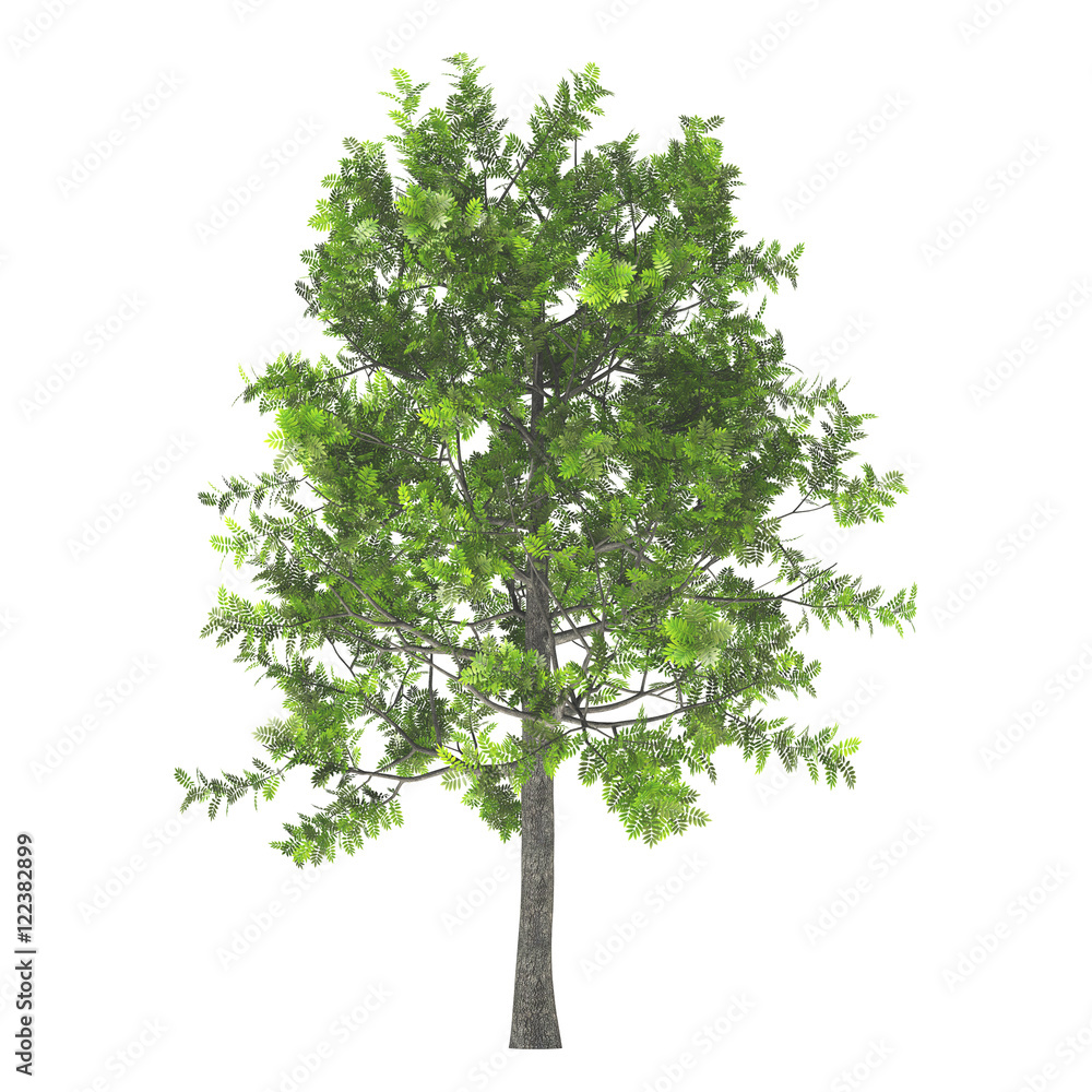 Ash tree with green leaves isolated on white background. 3D ...