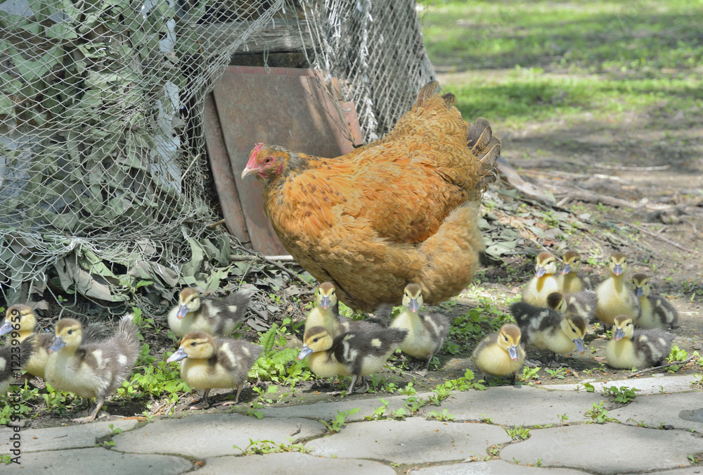 Hen with ducklings 3 Stock Photo | Adobe Stock
