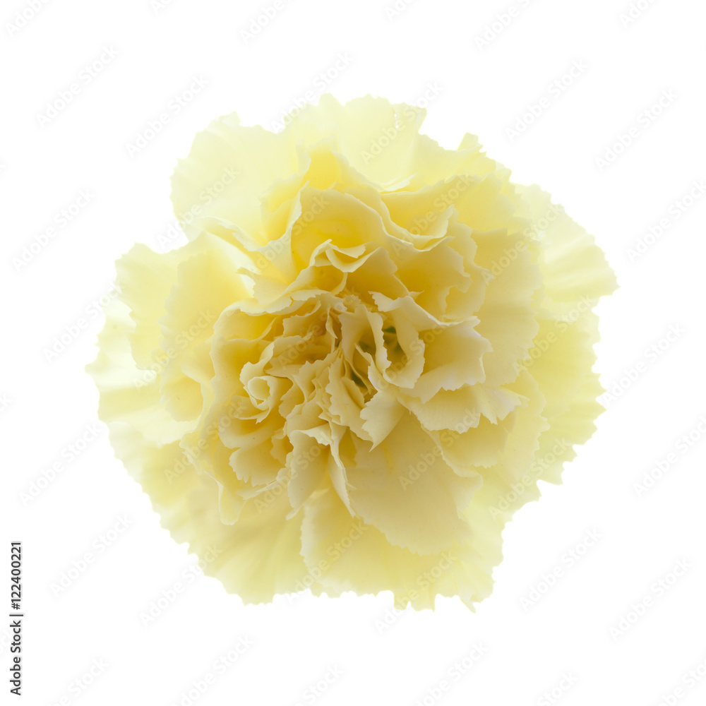 pale yellow carnation flowers isolated Stock Photo | Adobe Stock